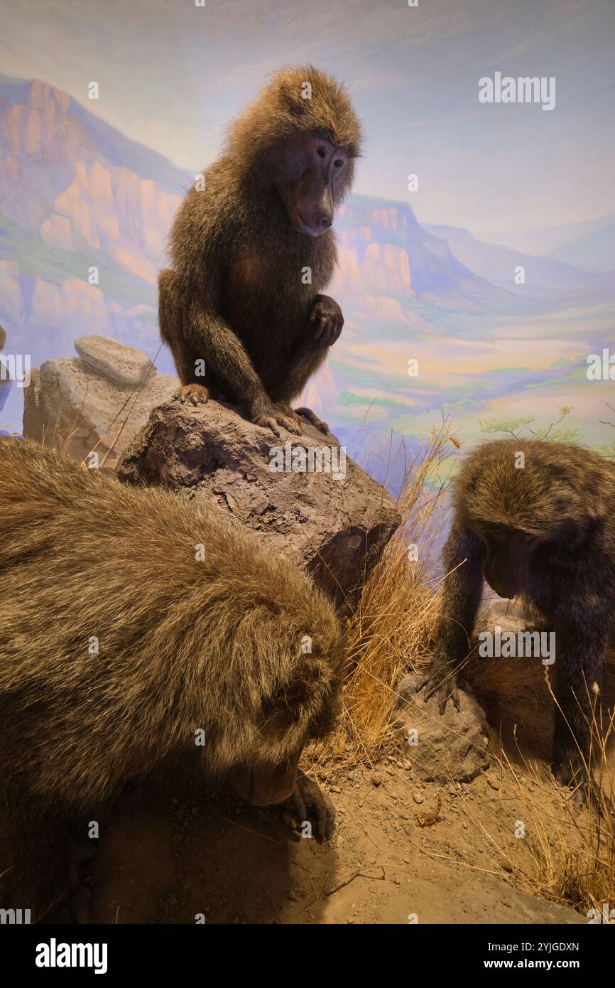 A group of Olive Baboons. An African diorama at the California Academy ...
