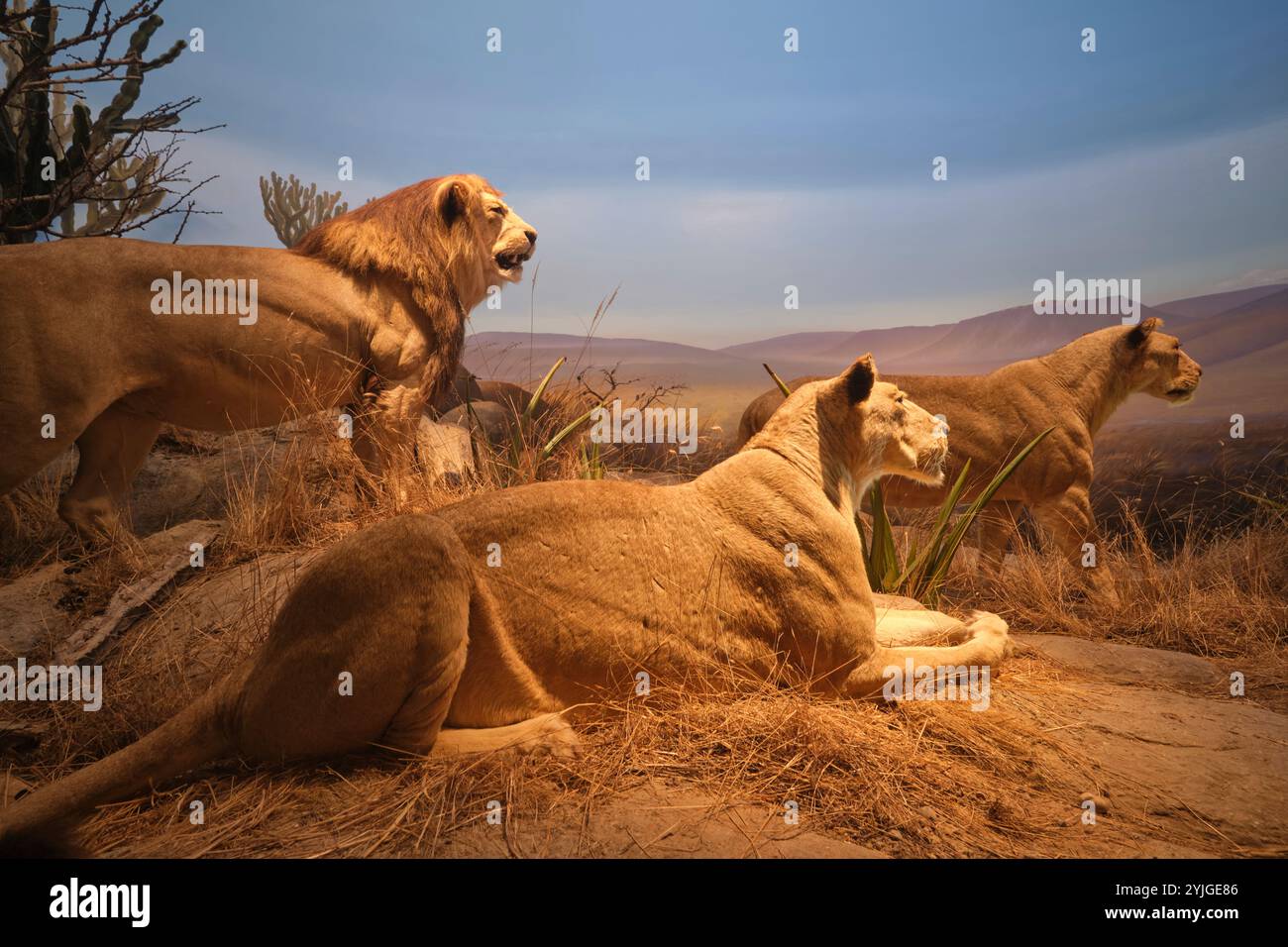 A Lion pride on the plain. An African diorama at the California Academy ...