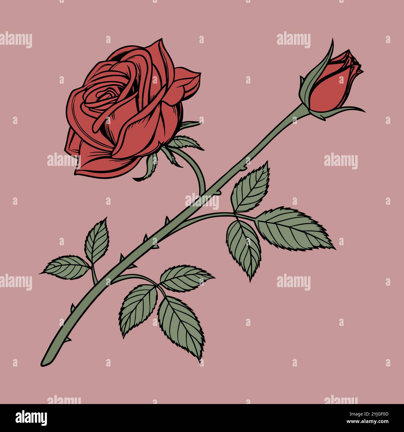 Red rose flower drawing hi-res stock photography and images - Alamy
