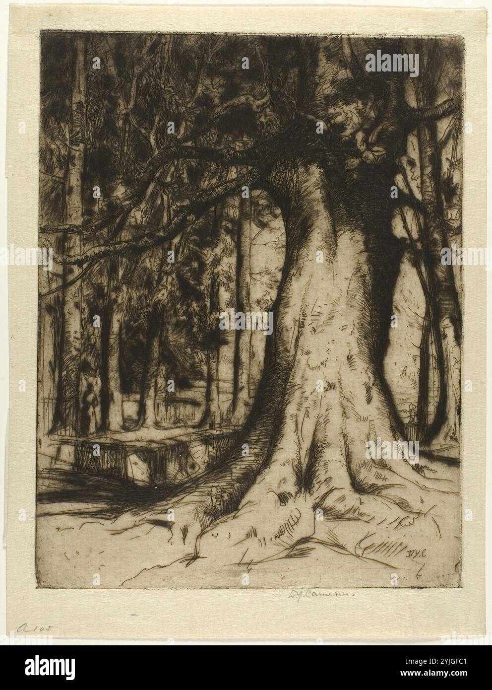 The Sycamore. David Young Cameron; Scottish, 1865-1945. Date: 1905 ...