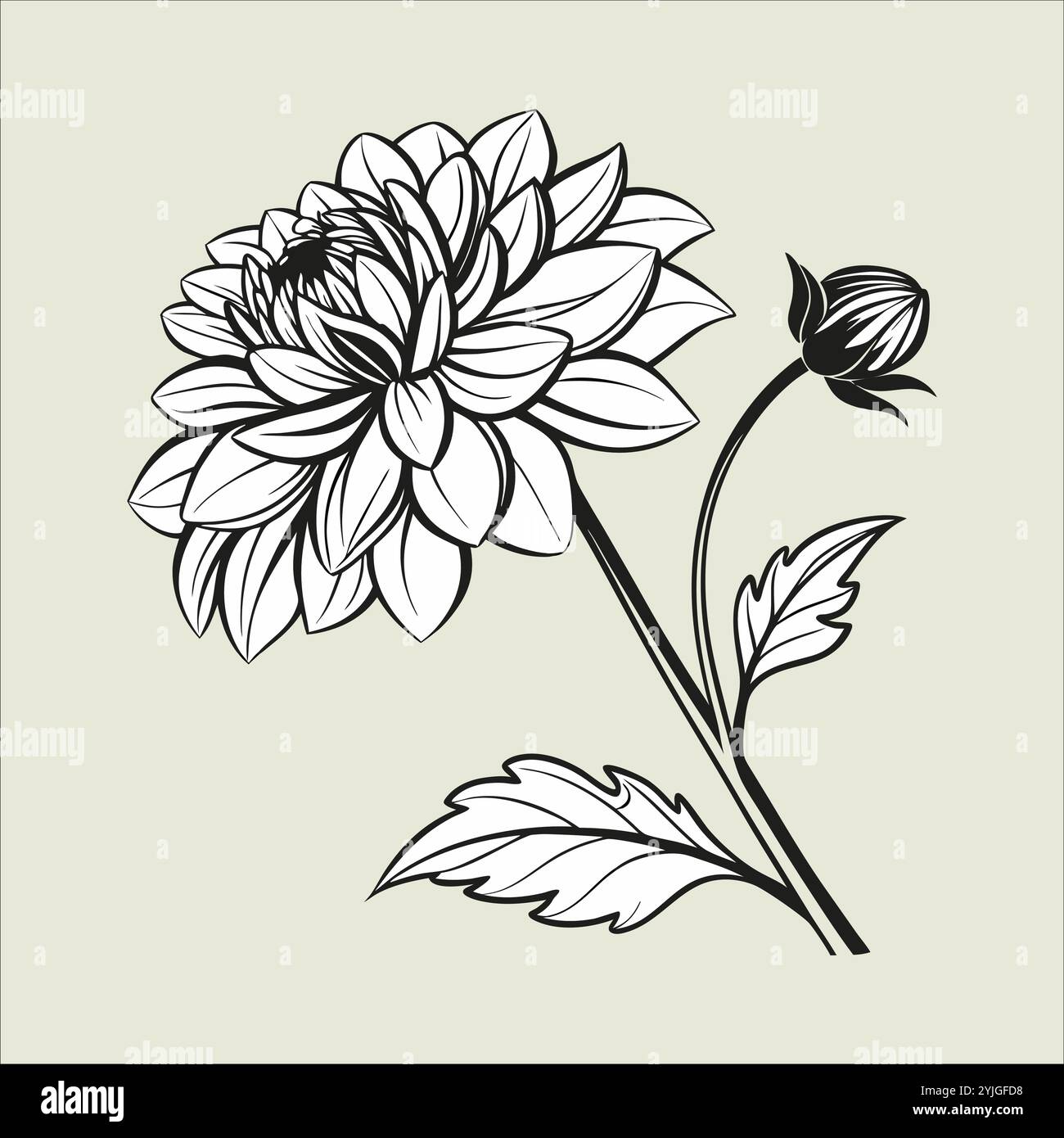 Elegant linework hi-res stock photography and images - Alamy
