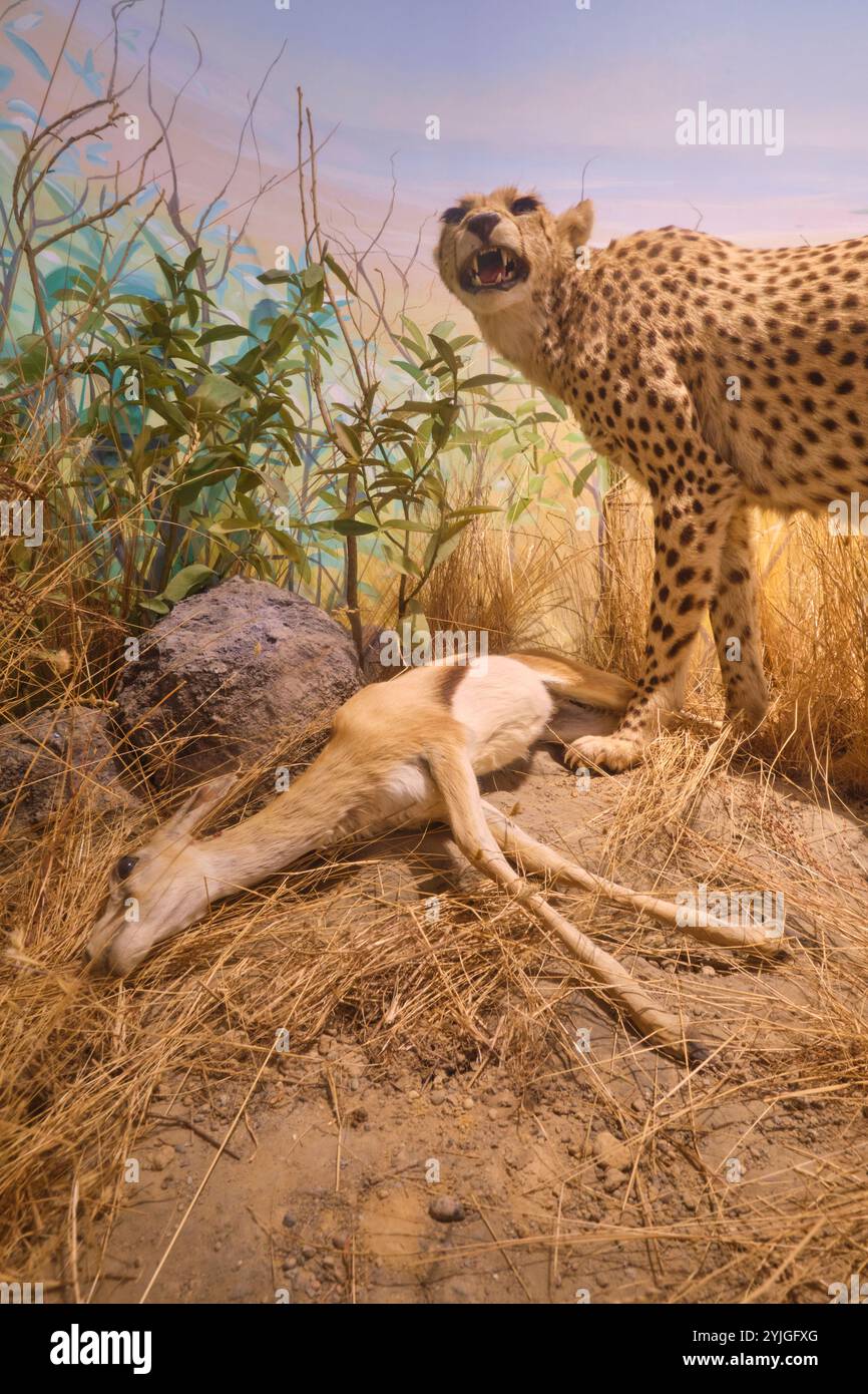 A Cheetah over its fresh kill. An African diorama at the California ...