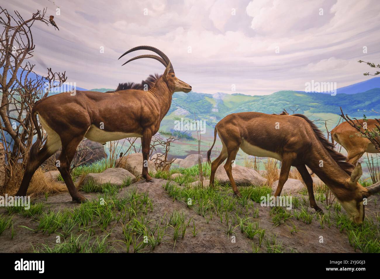 The regal Sable Antelope with big horns. An African diorama at the ...
