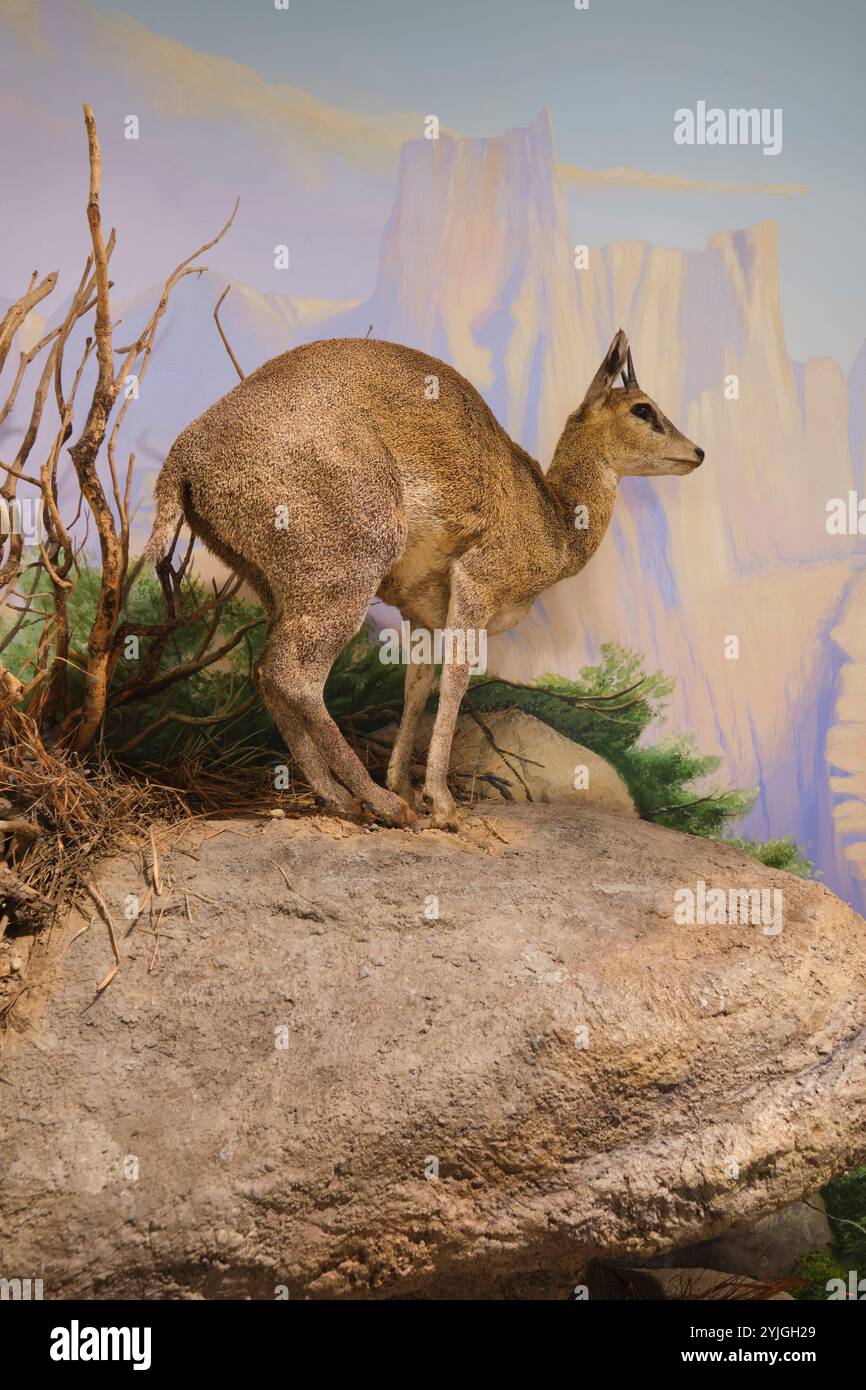 An arched Klipspringer on a rock. An African diorama at the California ...