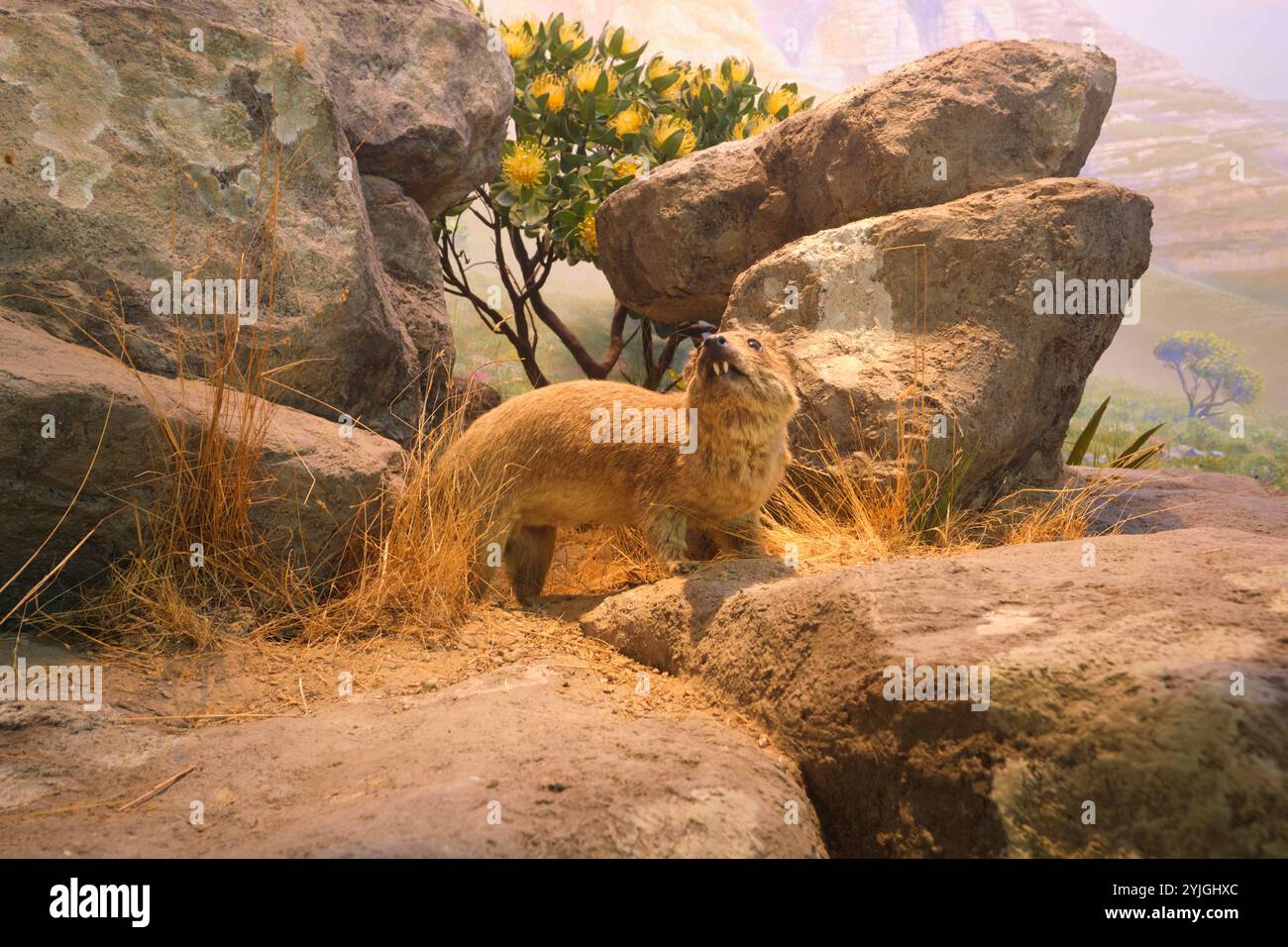 A cute, little Hyrax in the Cape Floristic region. An African diorama ...
