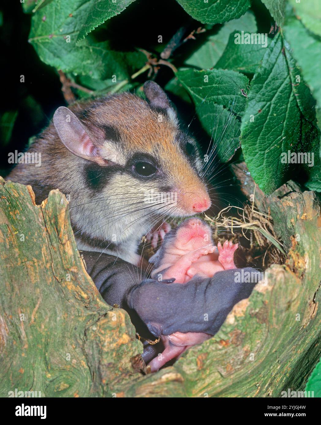 Garden dormouse and babies Eliomys quercinus South Germany Stock Photo ...