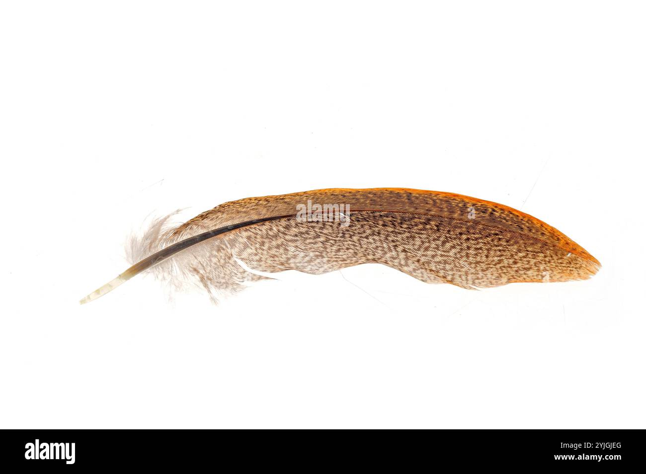 Pheasant feather hi-res stock photography and images - Alamy