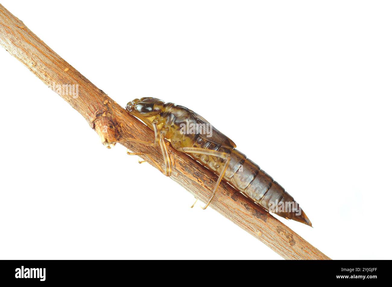 Larvae leaf Cut Out Stock Images & Pictures - Alamy