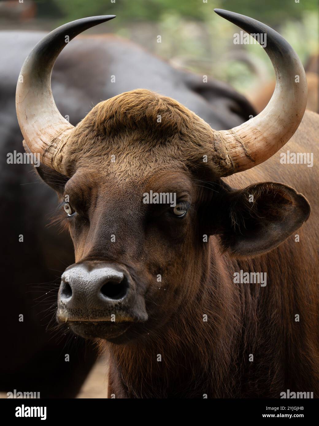The gaur is a large bovine native to Southeast Asia, and has been ...