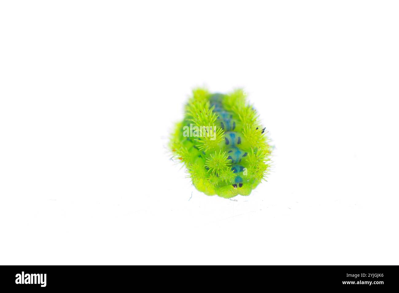 Moth larvae in the white background Stock Photo - Alamy