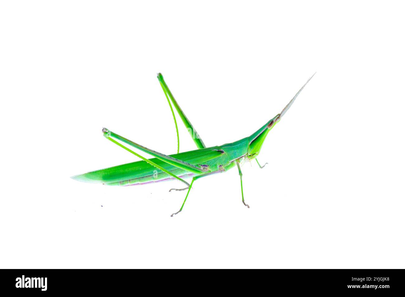 Locusts pests hi-res stock photography and images - Alamy