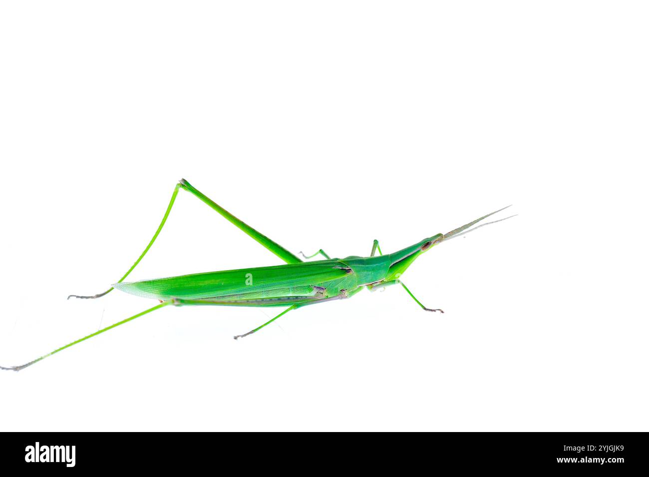 The locusts, a kind of orthoptera insects Stock Photo - Alamy