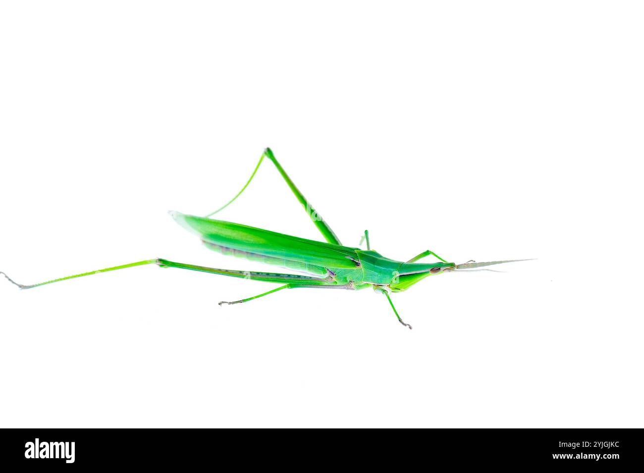 Locusts pests hi-res stock photography and images - Alamy