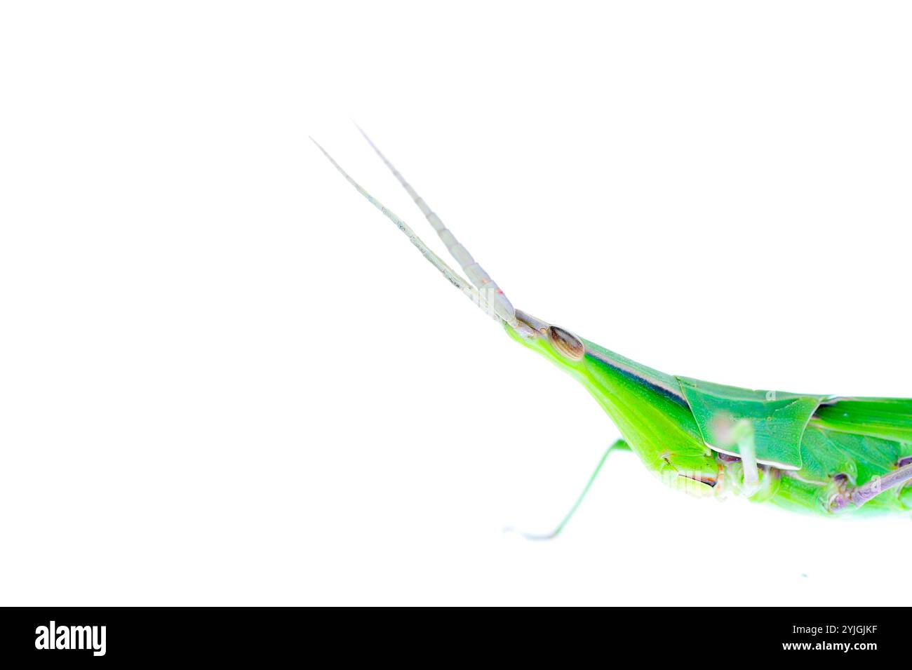 Orthoptera insects hi-res stock photography and images - Alamy