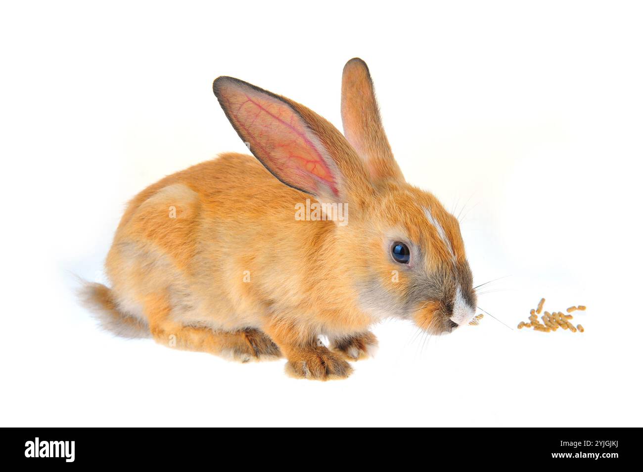 The rabbit in a white background Stock Photo - Alamy