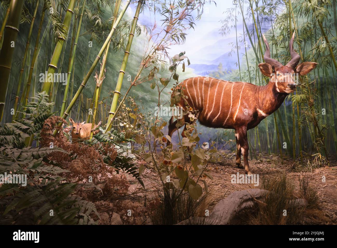 A brown and white striped Bongo in the forest. An African diorama at ...