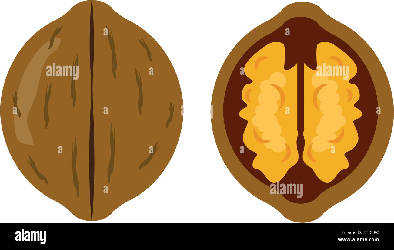 Tasty walnut on white background, vector illustration Stock Vector ...