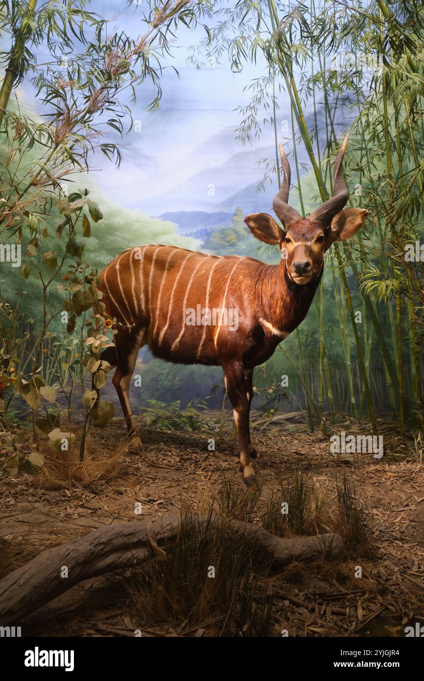 A brown and white striped Bongo in the forest. An African diorama at ...