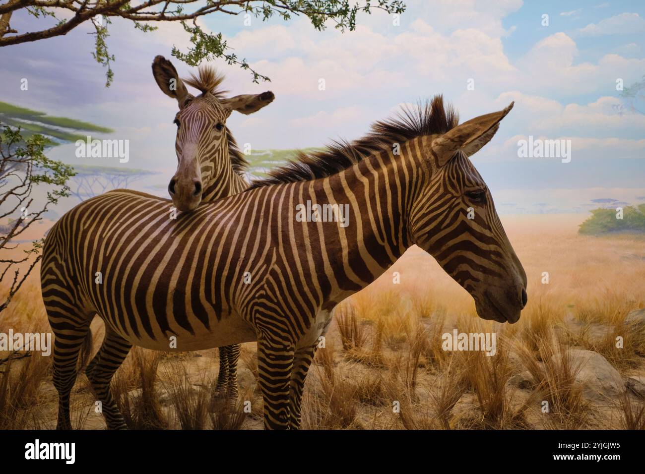 An African diorama at the California Academy of Sciences natural ...
