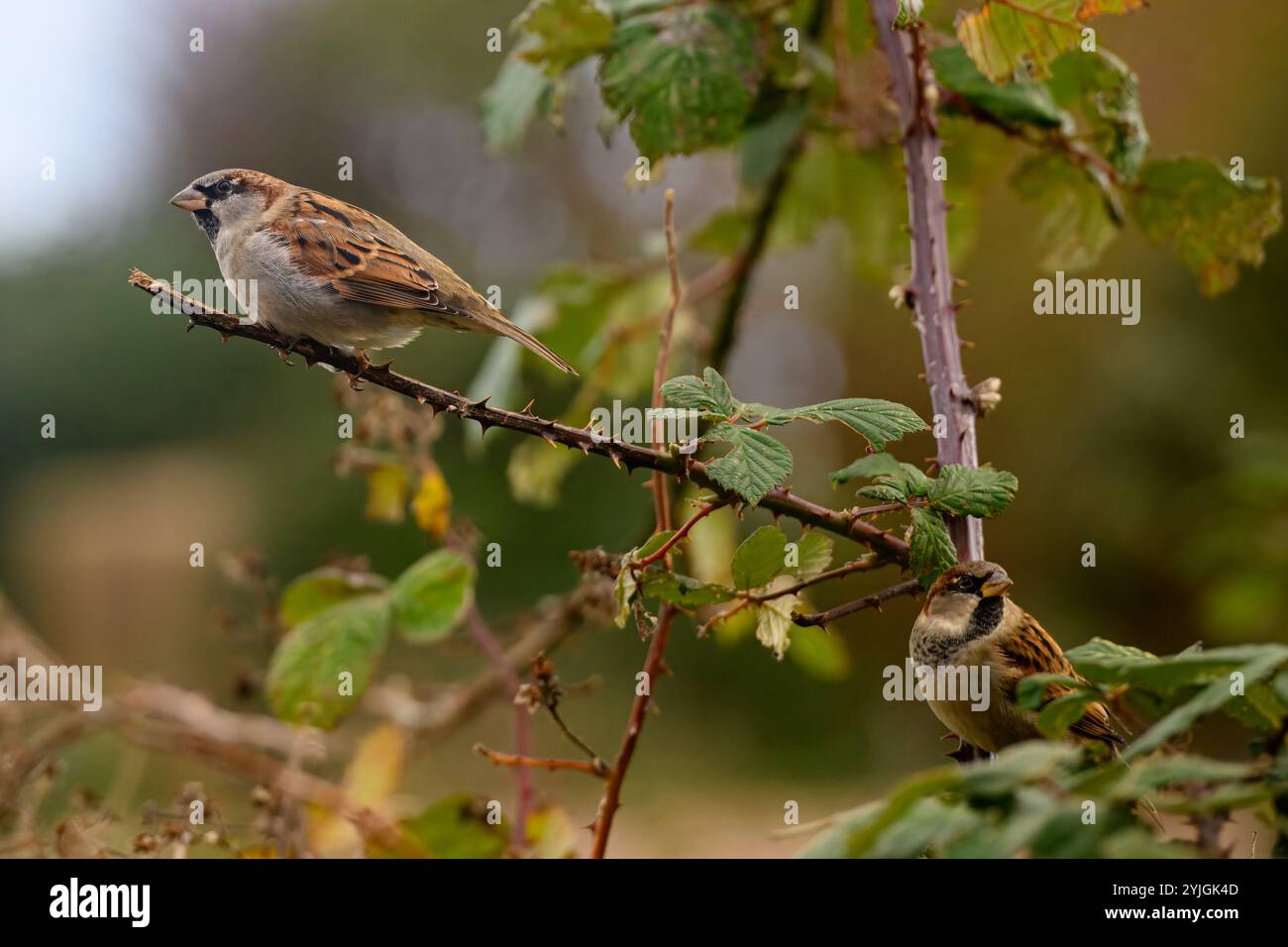 Pair house sparrows passer hi-res stock photography and images - Alamy