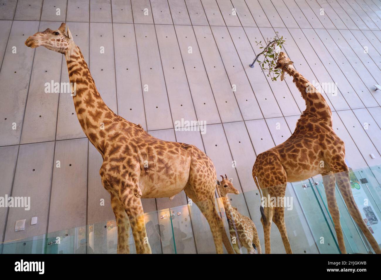 tow adult giraffes and a baby giraffe. An African diorama at the ...
