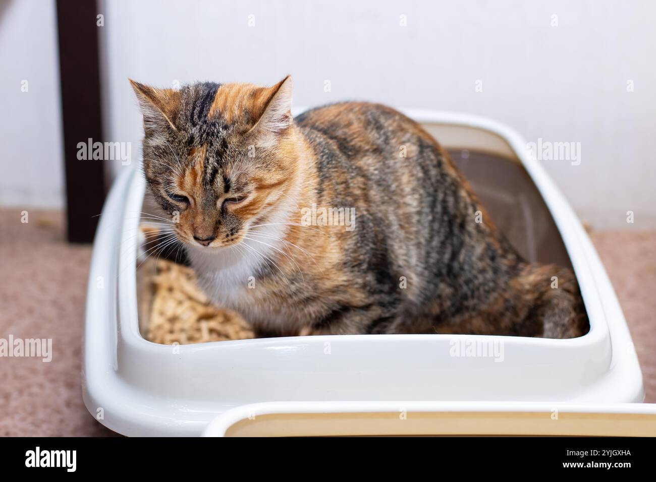 A beautiful calico cat is comfortably sitting inside a black litter box ...