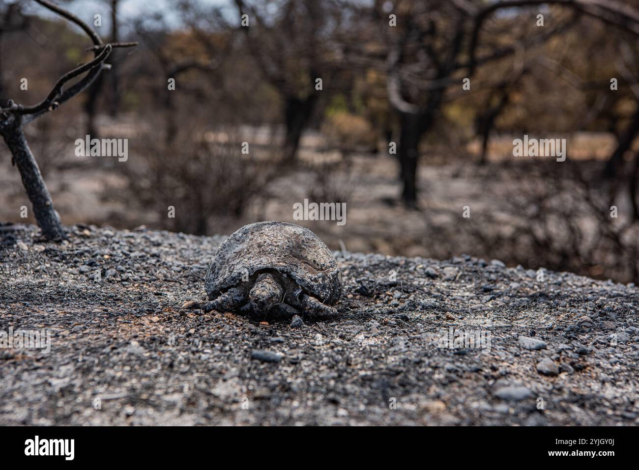 Burnt forest burnt forest hi-res stock photography and images - Alamy