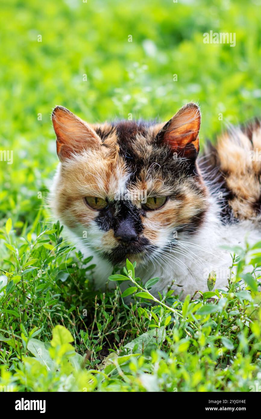 A beautiful calico cat is comfortably laying in the soft, green grass ...