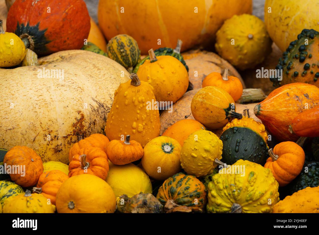 Squash autumn uk hi-res stock photography and images - Alamy