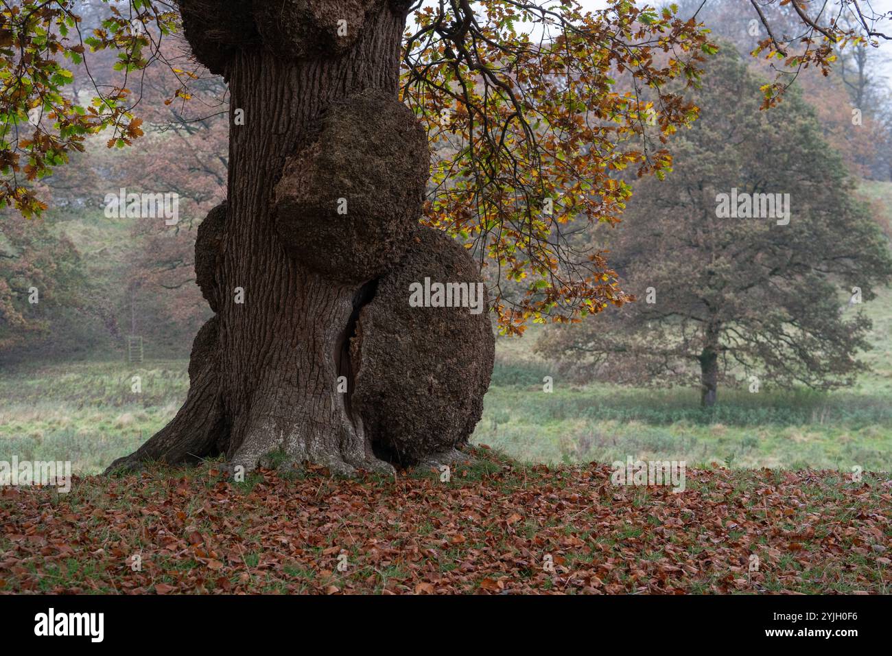 Trunk ancient old tree hi-res stock photography and images - Alamy