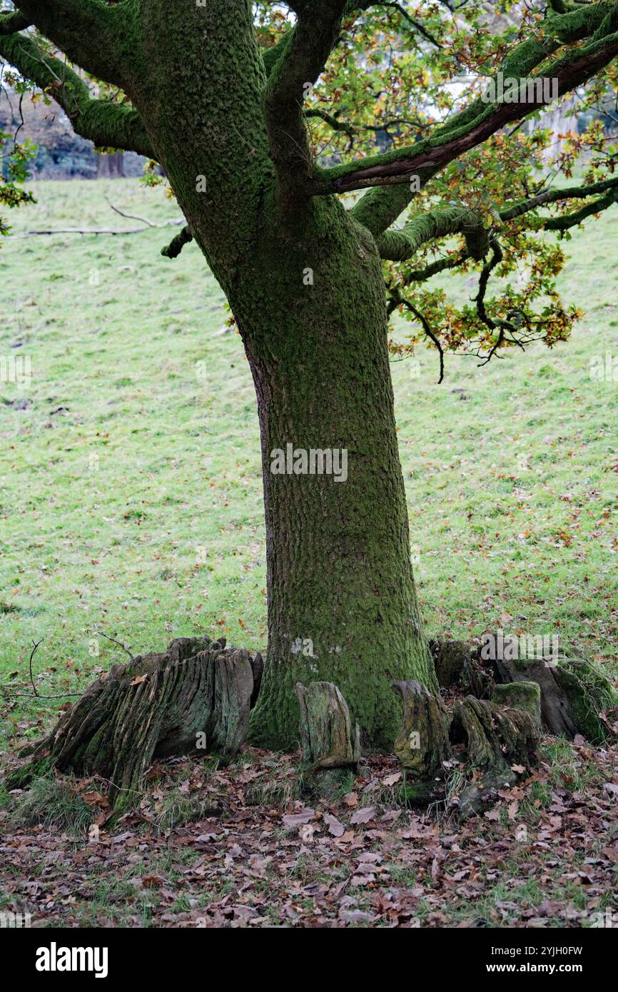 Ancient oak tree with weathered wooden fence posts in Lake District ...