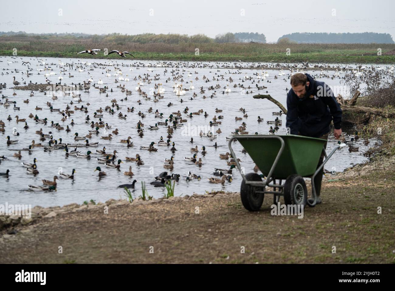 Diverse gathering of bird species hi-res stock photography and images ...