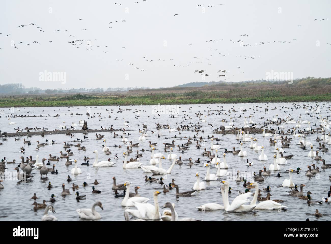 Diverse gathering of bird species hi-res stock photography and images ...