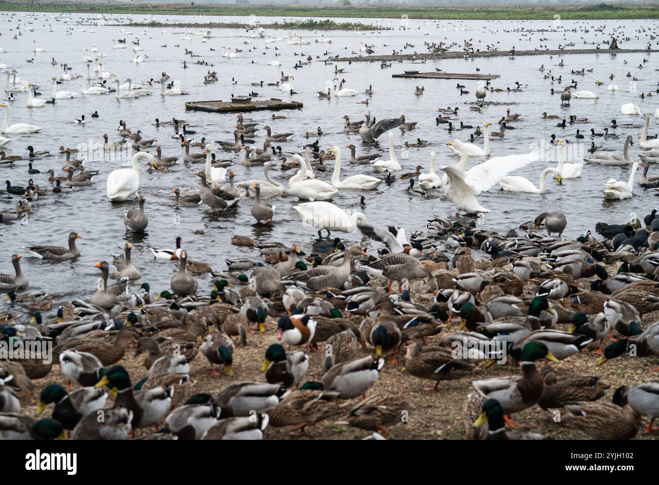 Wildfowl ecology hi-res stock photography and images - Alamy