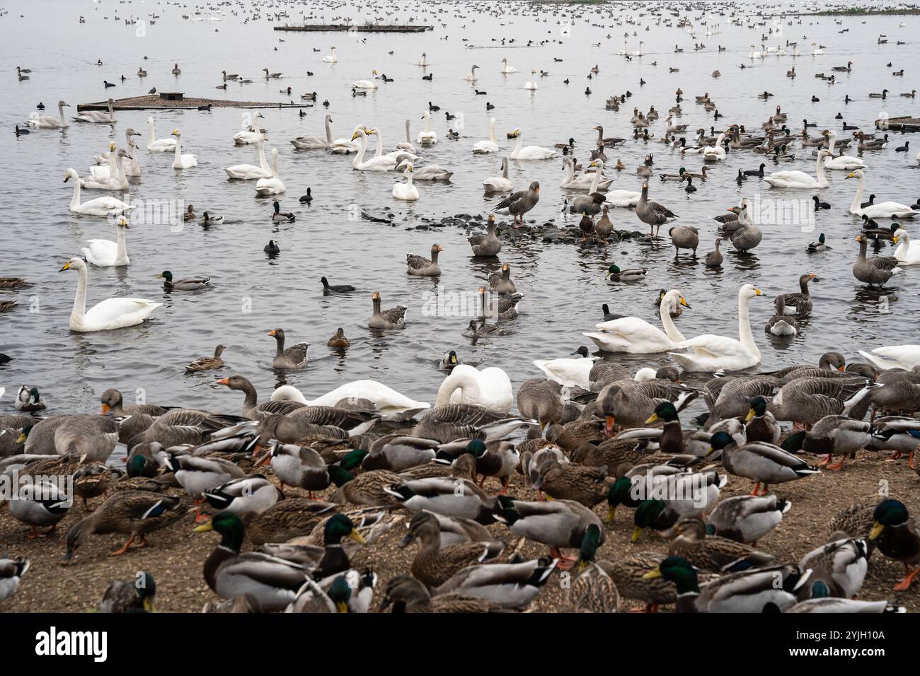Large Gathering of Diverse Wildfowl at WWT Martin Mere, UK Stock Photo ...