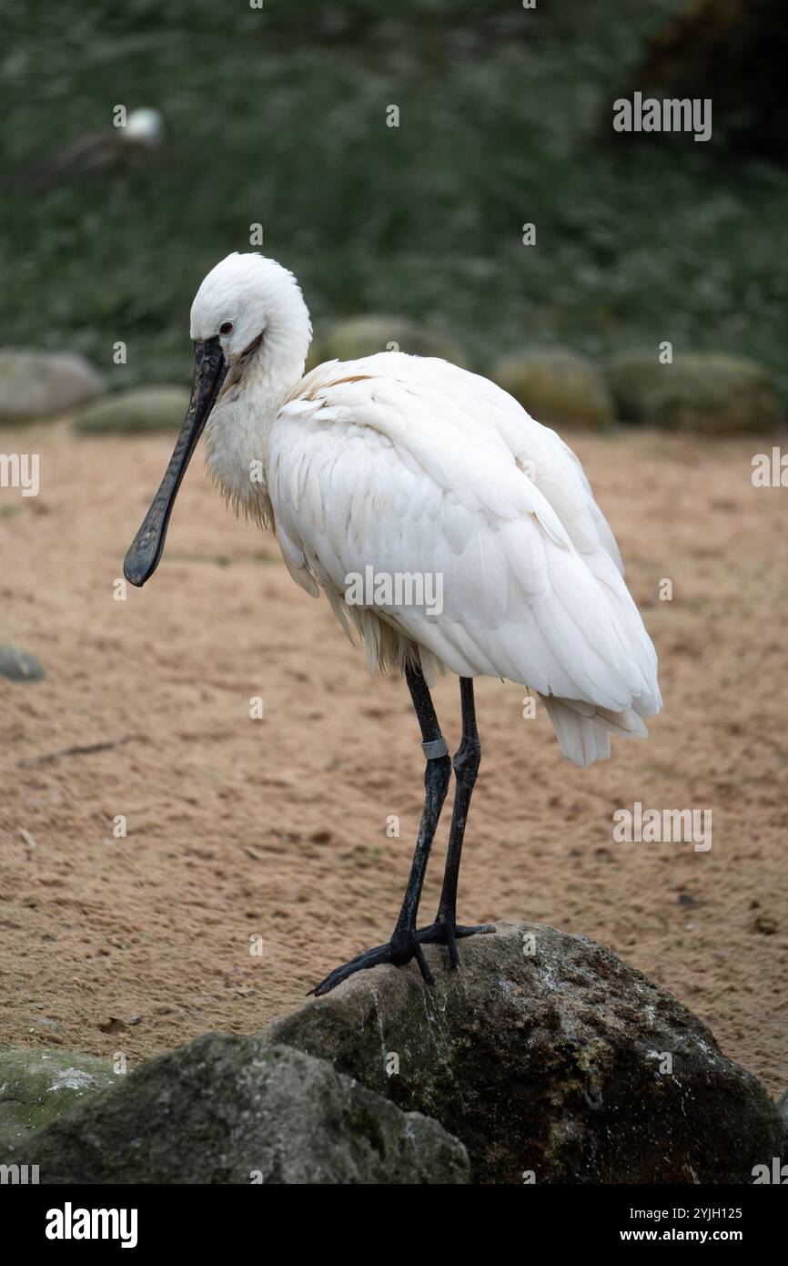 Eurasian spoonbill standing on rock with distinctive spatulate bill ...
