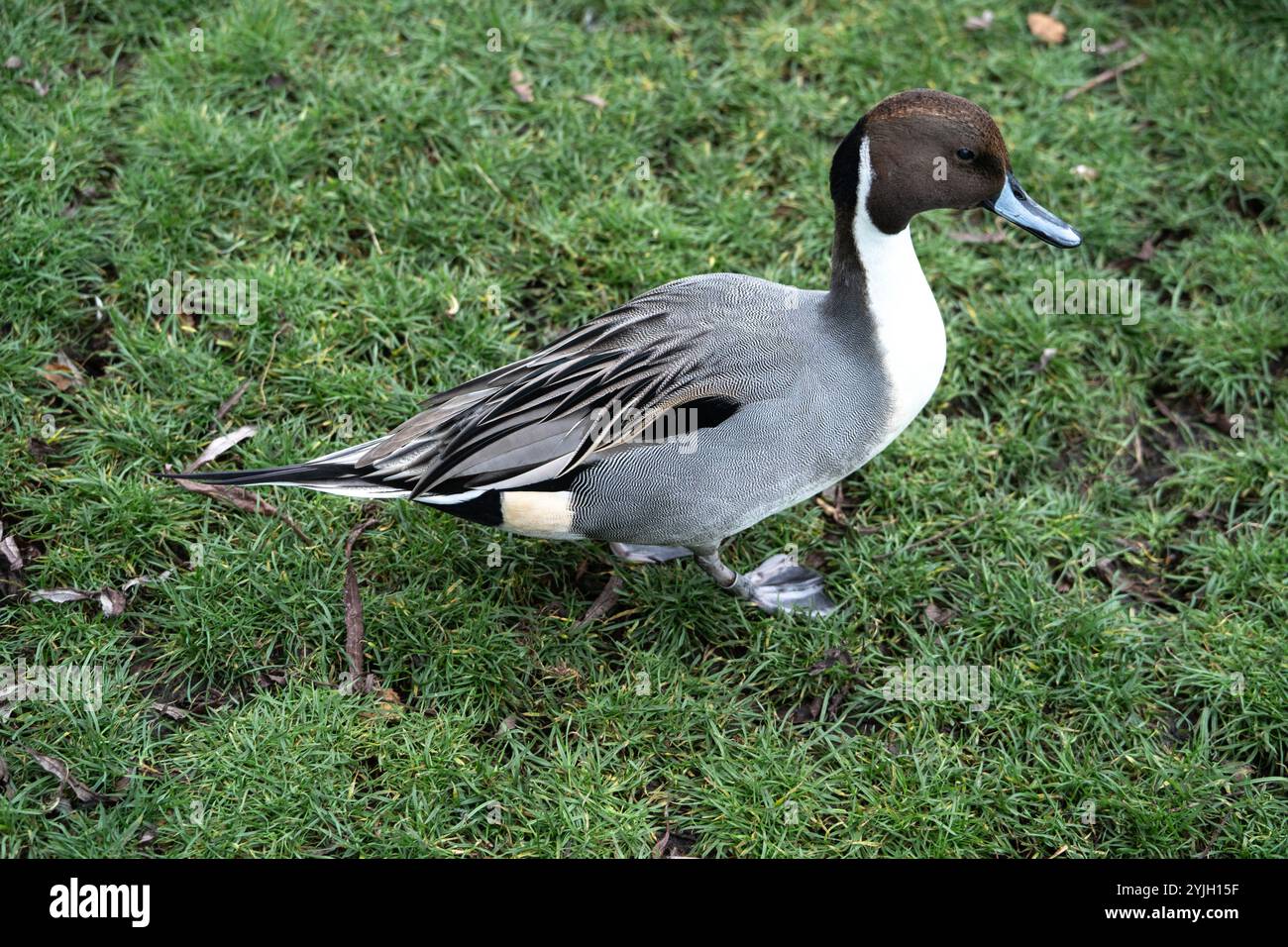 Northern pintail duck standing on grass in the Lake District Stock ...