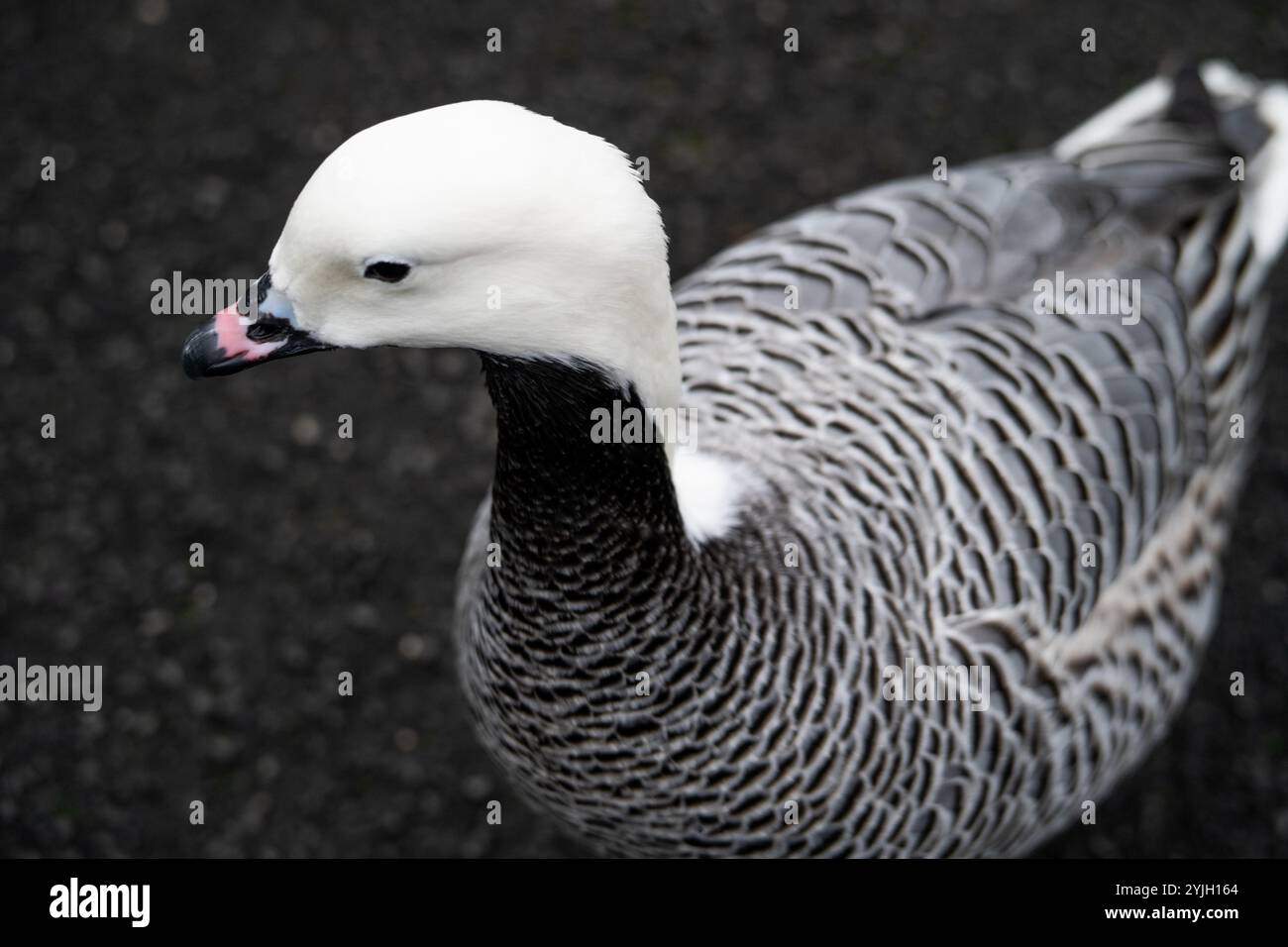 Distinctive goose hi-res stock photography and images - Alamy