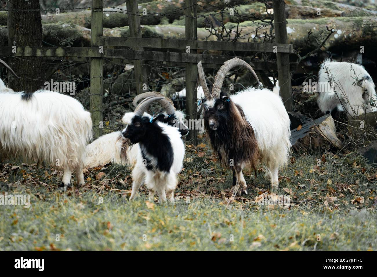 Flock of goats grazing hi-res stock photography and images - Alamy