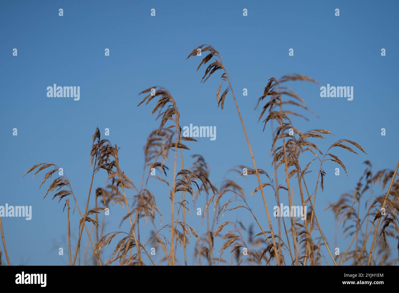 Golden reed heads swaying hi-res stock photography and images - Alamy