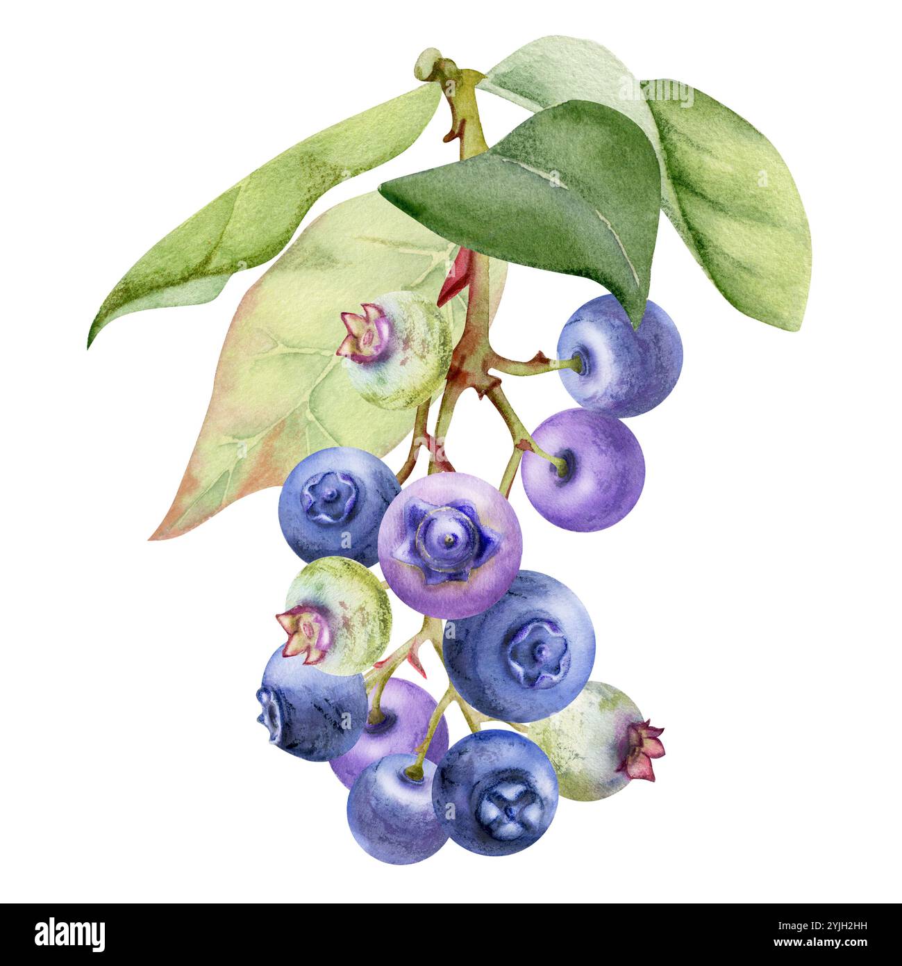 Blueberry blackberry with green leaves on branch, hand drawn in ...