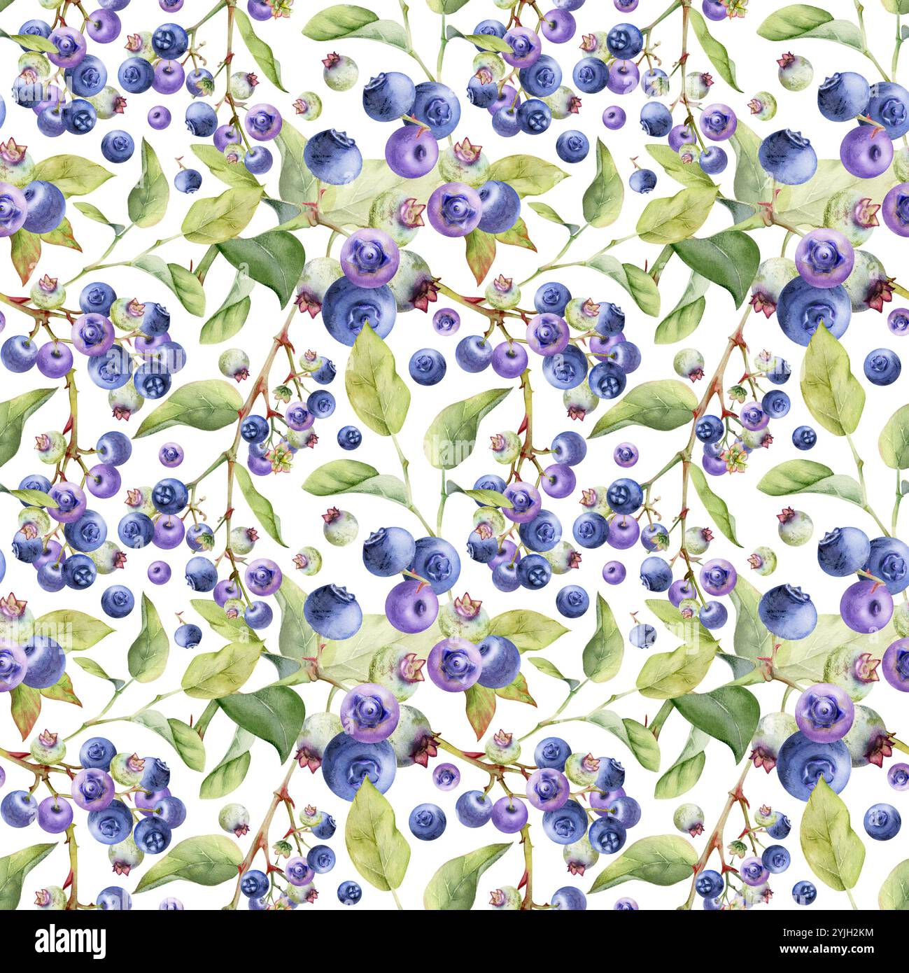Blueberry blackberry with green leaves, hand drawn in watercolor ...