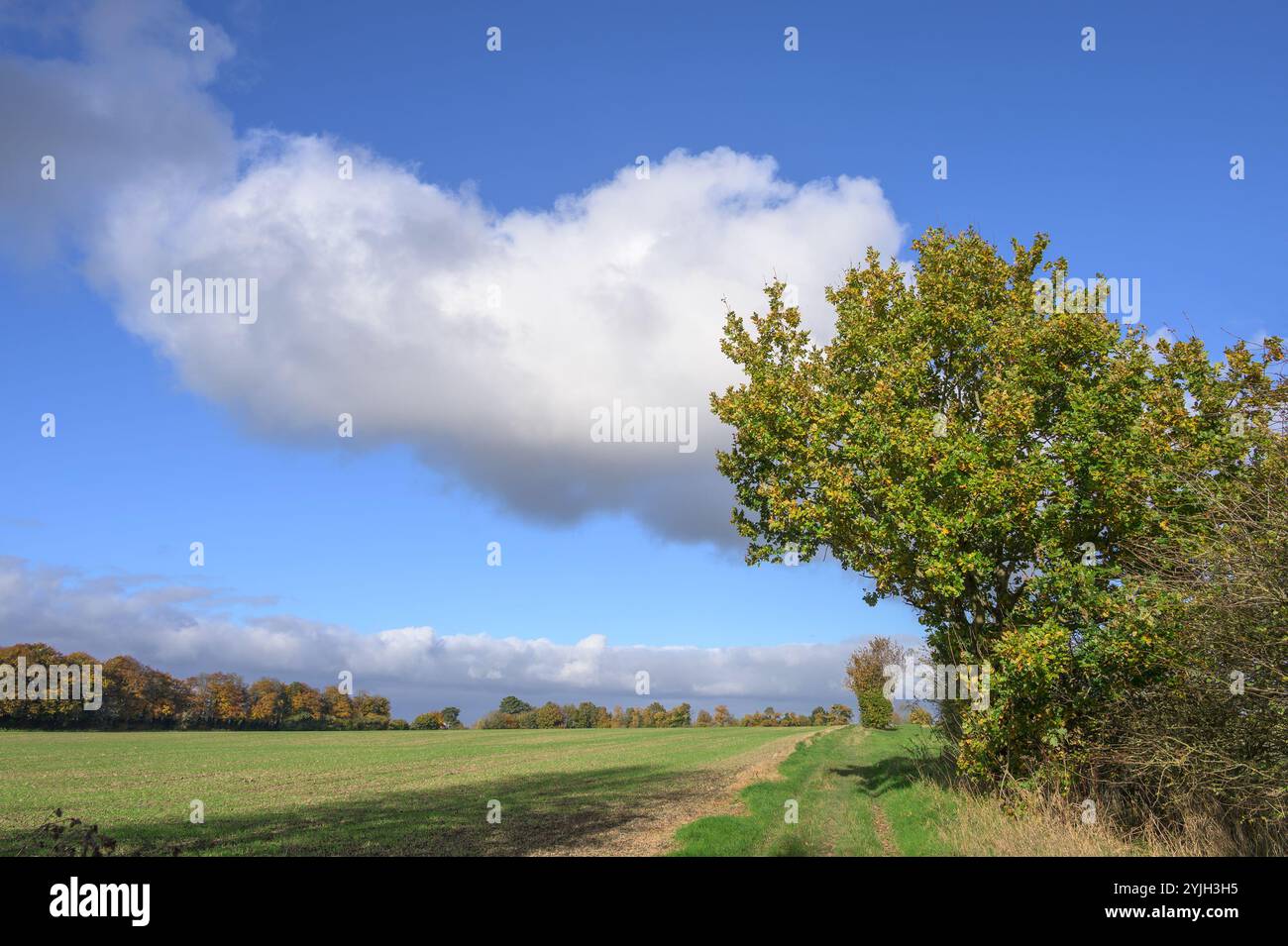 Arable fields and autumnal trees in the village of Chart Sutton, near ...