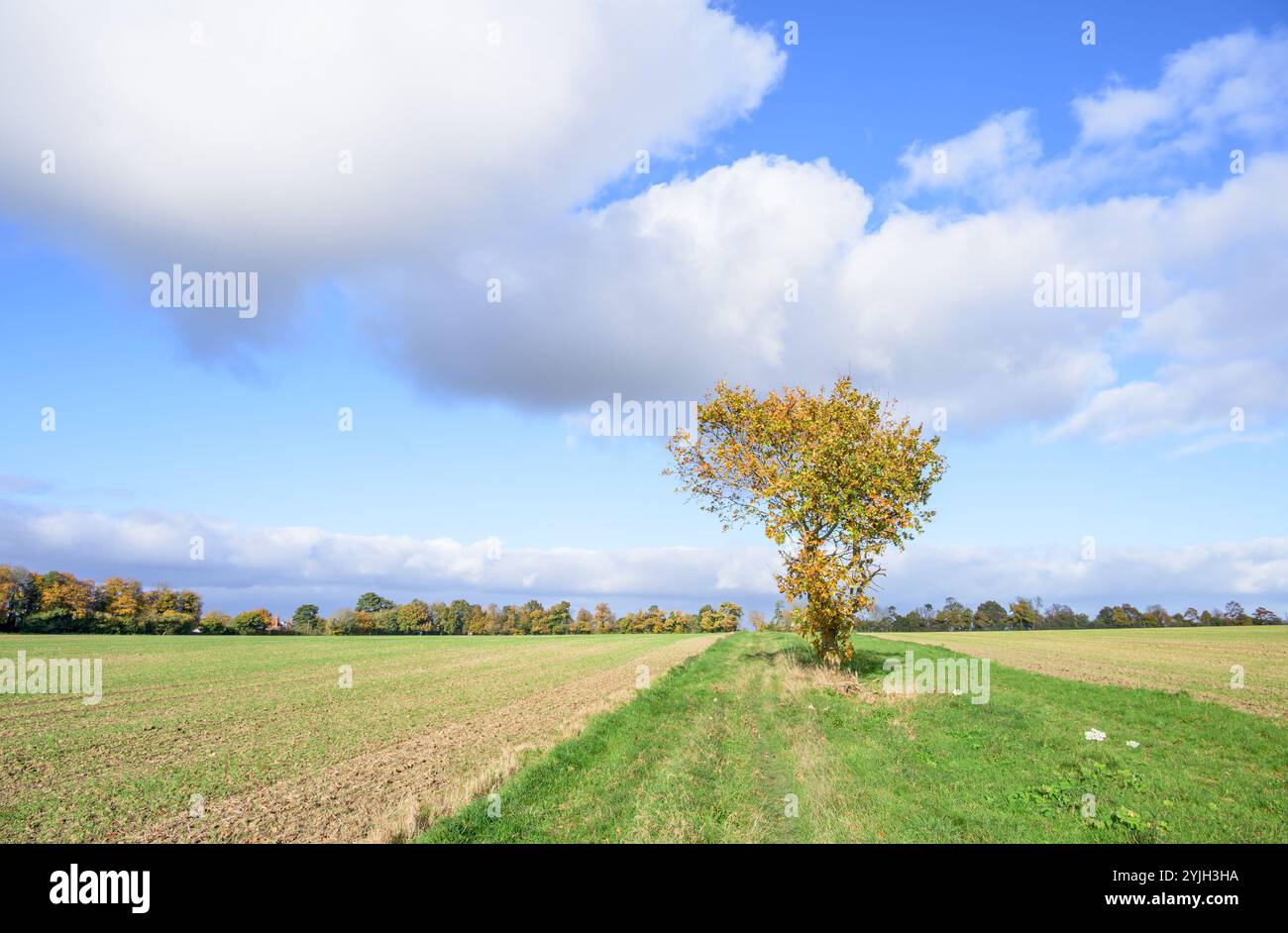 Tree chart hi-res stock photography and images - Alamy