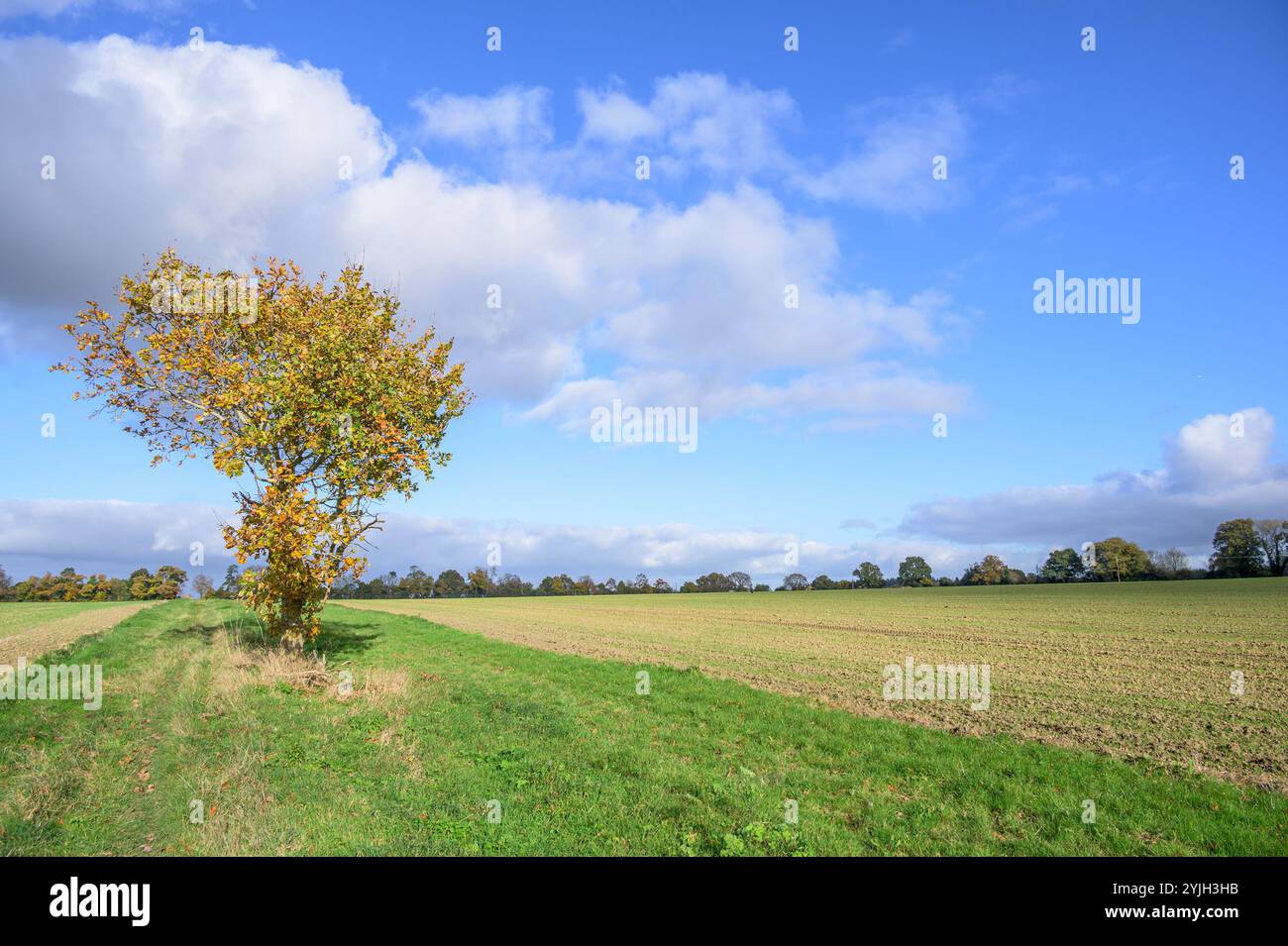 Tree chart hi-res stock photography and images - Alamy