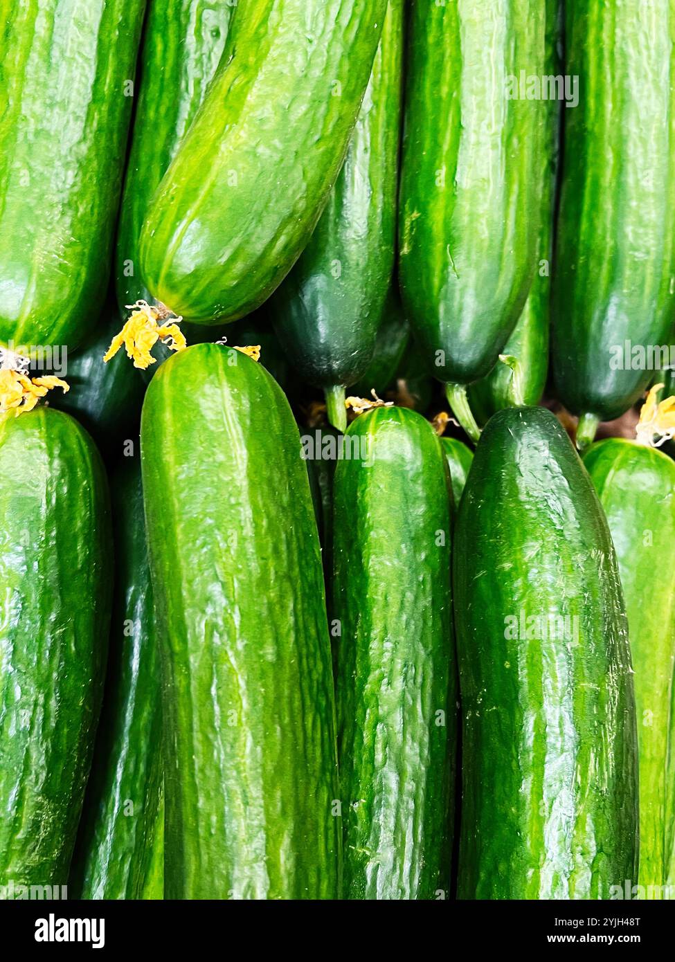 A vibrant display of fresh green cucumbers stacked neatly in a grocery ...