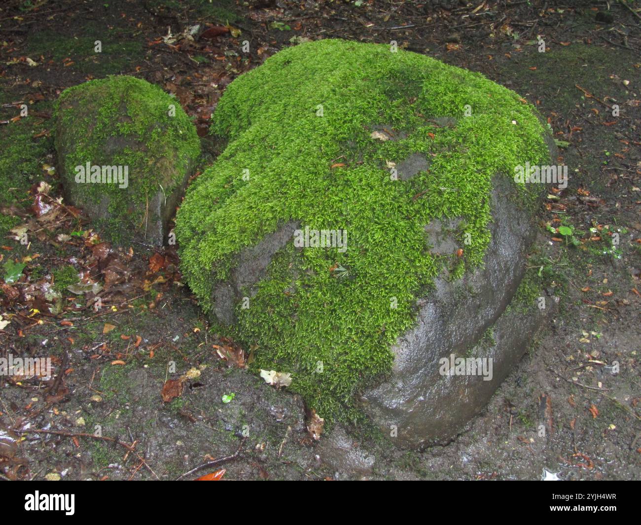 Moss in dark forest hi-res stock photography and images - Alamy