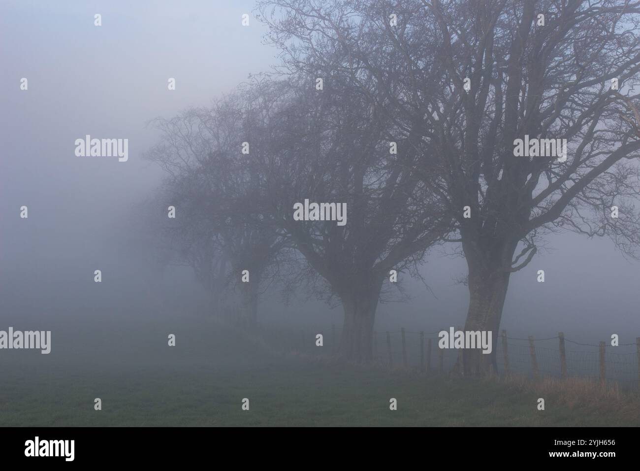 Trees in a foggy landscape Stock Photo - Alamy