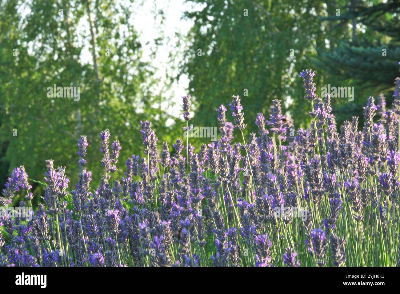 Lavender plants in park hi-res stock photography and images - Alamy