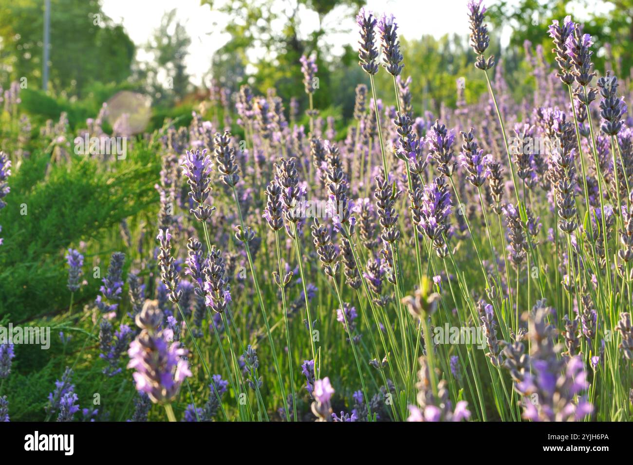 Lavender plants in park hi-res stock photography and images - Alamy